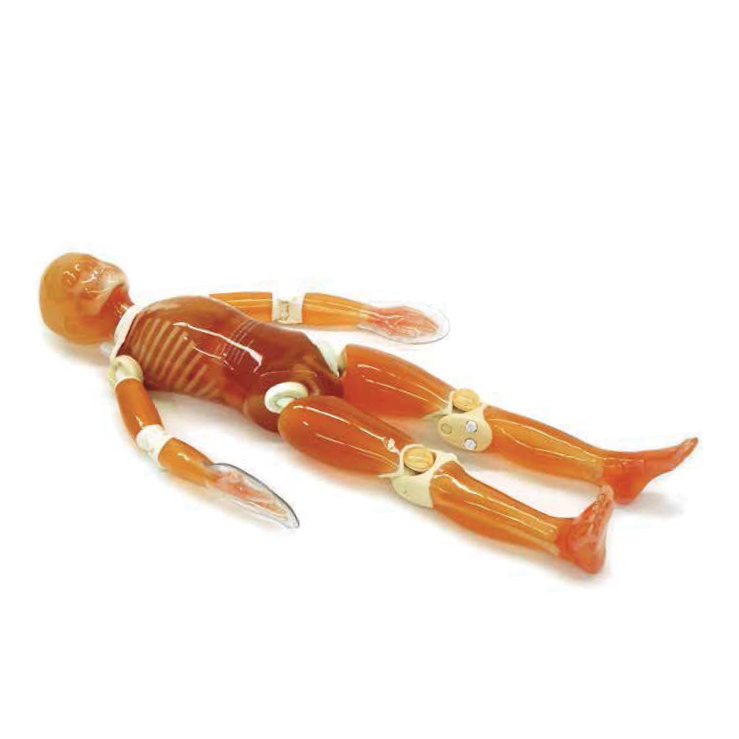 Paediatric Bone Fracture Phantom "PBU-70B" | Rothband